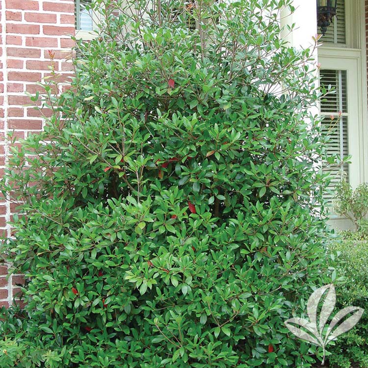 Japanese Cleyera – Ternstroemia gymnanthera - Magnolia Gardens Nursery
