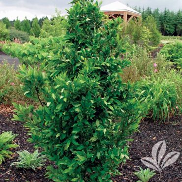 Compact Cherry Laurel – Prunus caroliniana 'Compacta' - Magnolia ...