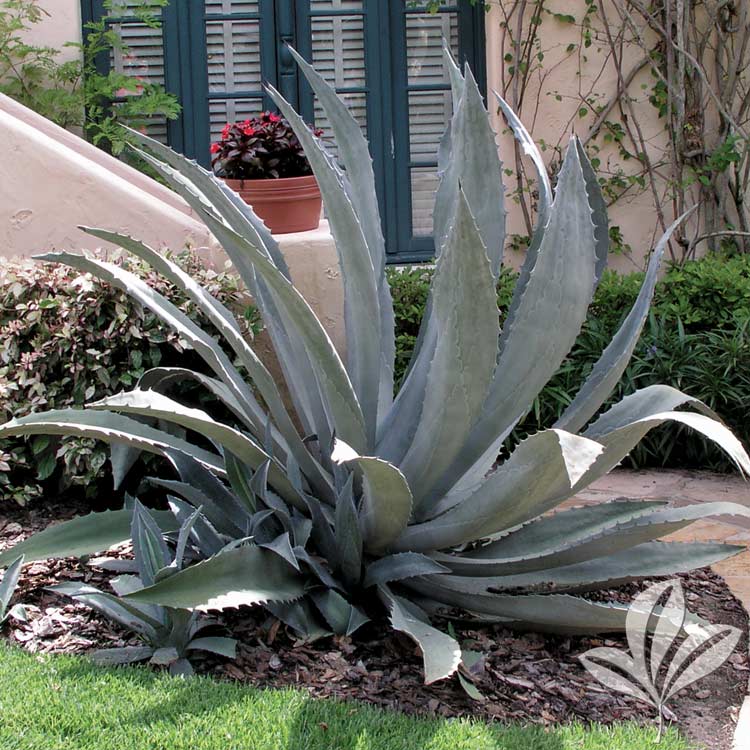 Century Plant – Agave americana - Magnolia Gardens Nursery