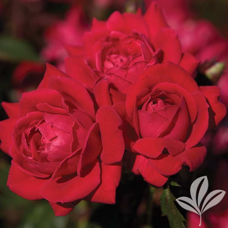 Double Knock Out® Rose – Rosa x 'Radtko'™ PP#16,202 - Magnolia Gardens ...