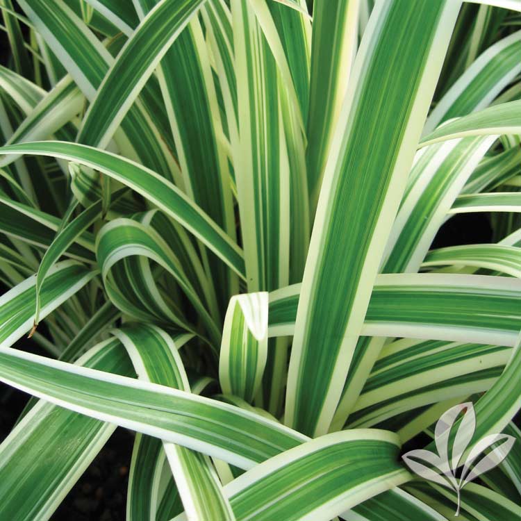 Variegated Flax Lily – Dianella tasmanica 'Variegata' - Magnolia ...
