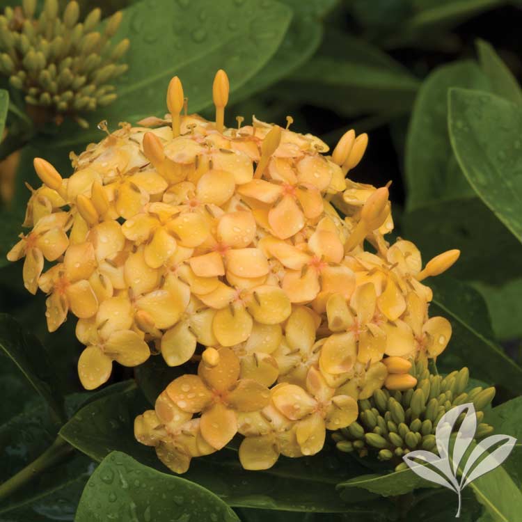 Sunset Ixora – Ixora 'Sunset' - Magnolia Gardens Nursery