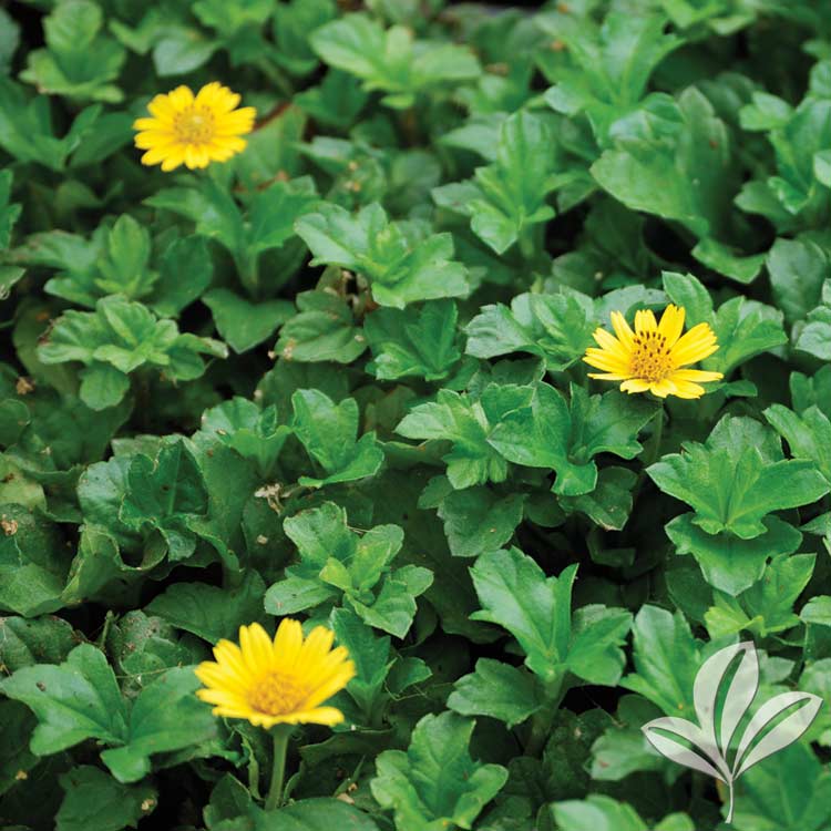 Creeping Daisy – Wedelia trilobata - Magnolia Gardens Nursery