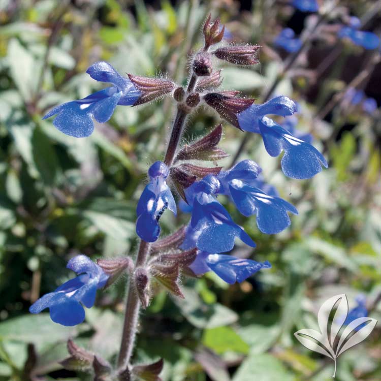 Bicolor Sage – Salvia sinaloensis - Magnolia Gardens Nursery