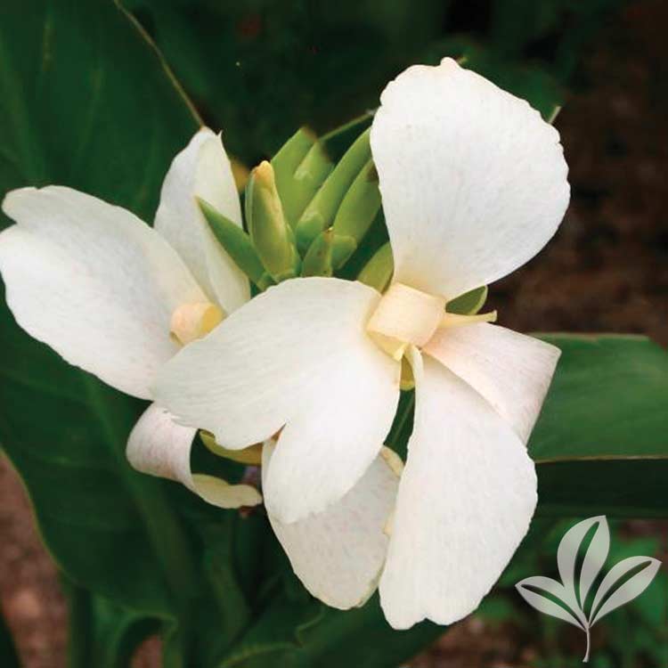 Tropical White Canna Lily – Canna indica 'Tropical White' - Magnolia ...